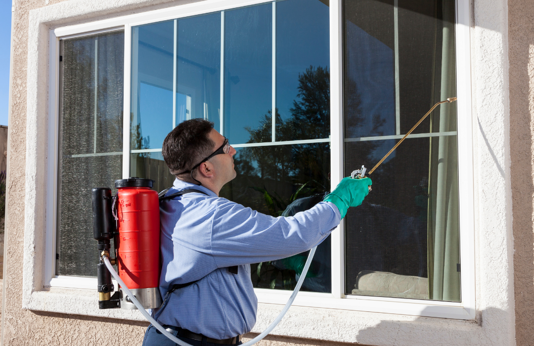 Pest Control Service In Manassas, VA | Blue Star Solutions