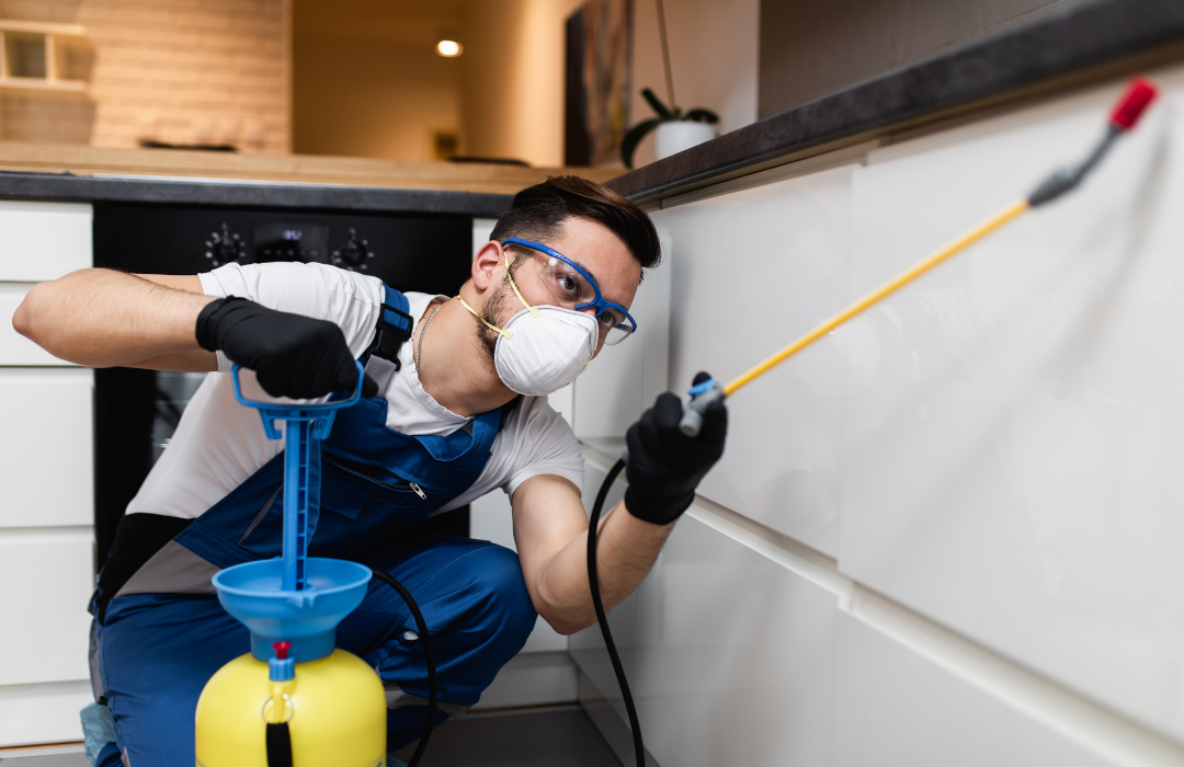 Pest Control Service In Manassas, VA | Blue Star Solutions