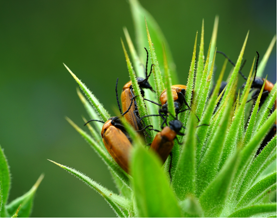 About Us - Blue Star Pest Service